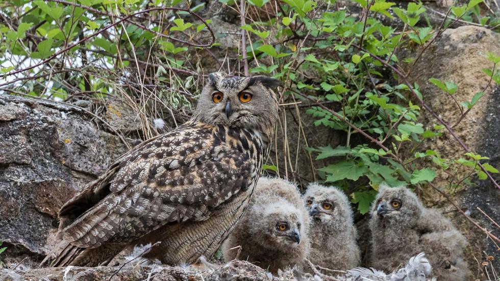Naturschutz: Uhus auf der Burg: Eulen brüten vermehrt in Menschennähe ...