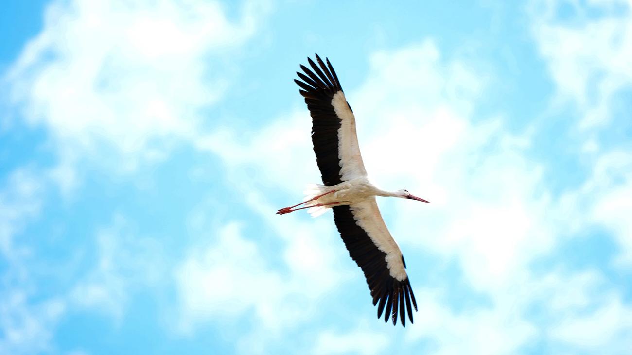 Notruf: Polizei rettet verletzten Storch von Balkon | DIE ZEIT