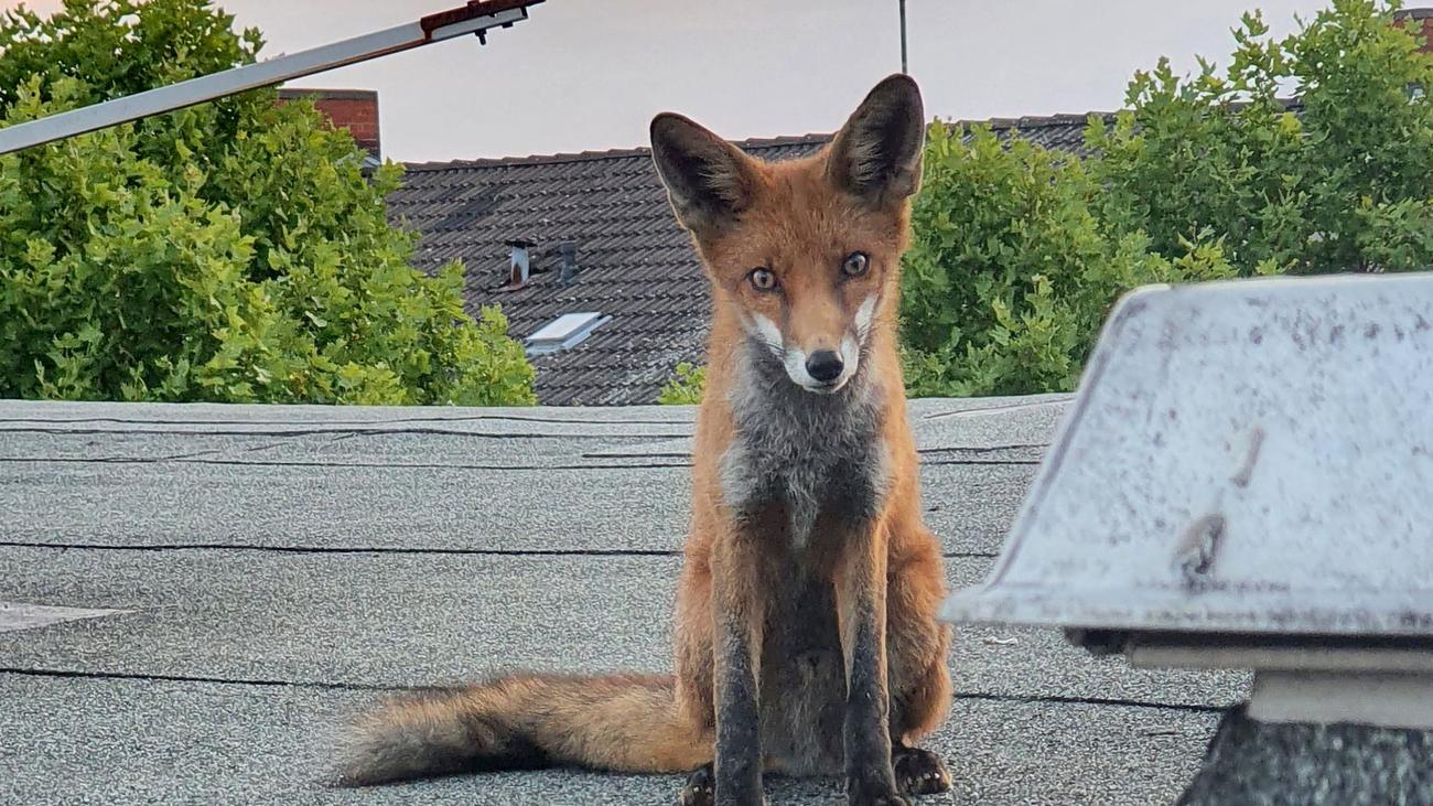Tiere: Ein Fuchs auf dem Dach - und das mitten in Berlin | ZEIT ONLINE