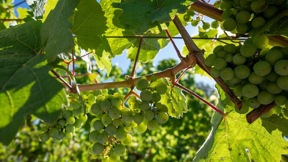 Wein: Erste Trauben in der Kelter: Federweißer markiert Lesebeginn ...