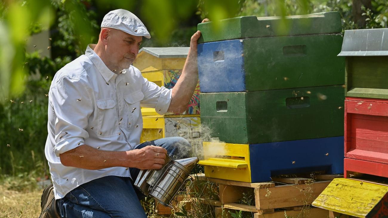 Landwirtschaft: Brandenburgs Imker erwarten gute Honigernte | ZEIT ONLINE