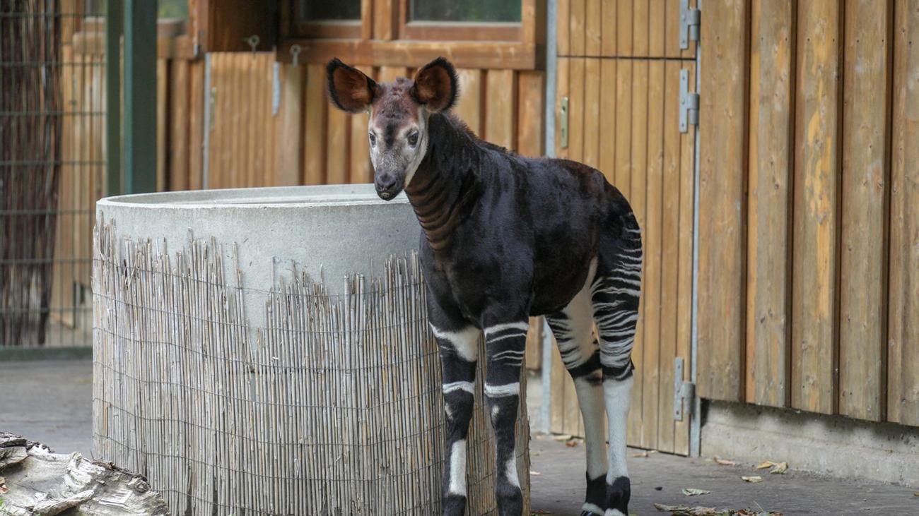 Nachwuchs: Okapi-Baby im Kölner Zoo geboren | DIE ZEIT