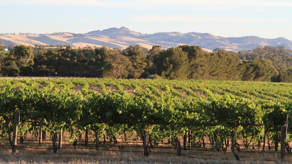 Australien: Barossa Valley: Deutsche Siedler und Weine von Weltruf ...