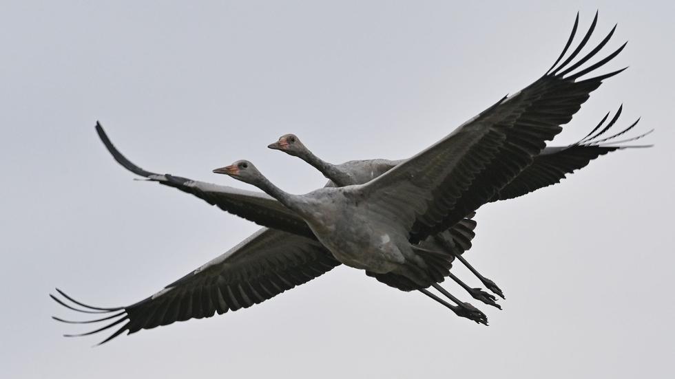 Überwinterung: Zehntausende Kraniche ziehen über Sachsen-Anhalt | ZEIT ...