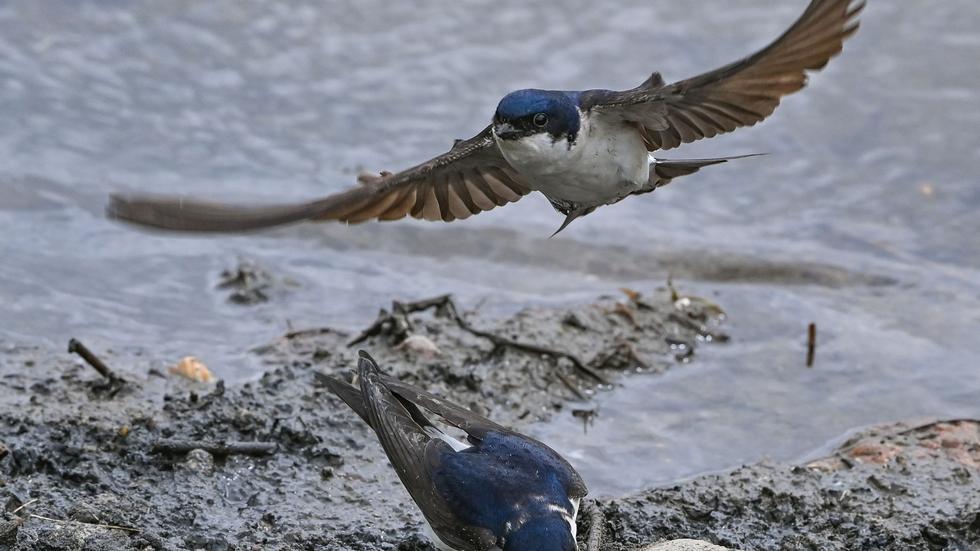 Natur: Schwalben fliegen teils verspätet in den Süden | ZEIT ONLINE
