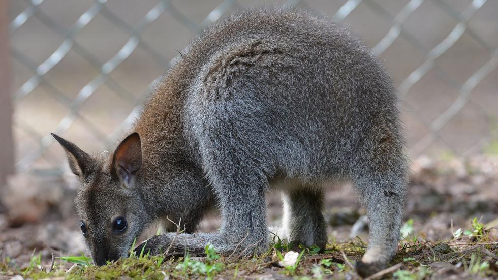 Minikänguru: Wallaby Hailey schon seit zwei Wochen vermisst | ZEIT ONLINE