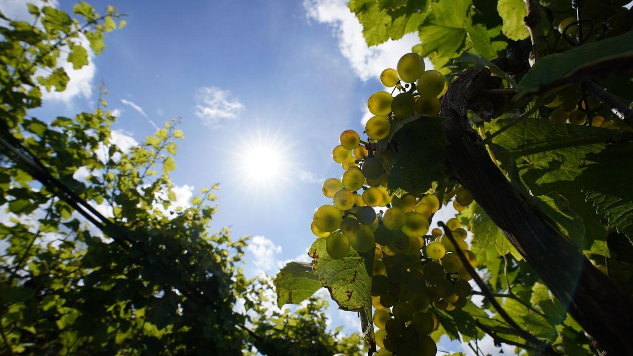 Agrar: Winzer ernten trotz Trockenheit mehr Wein | ZEIT ONLINE