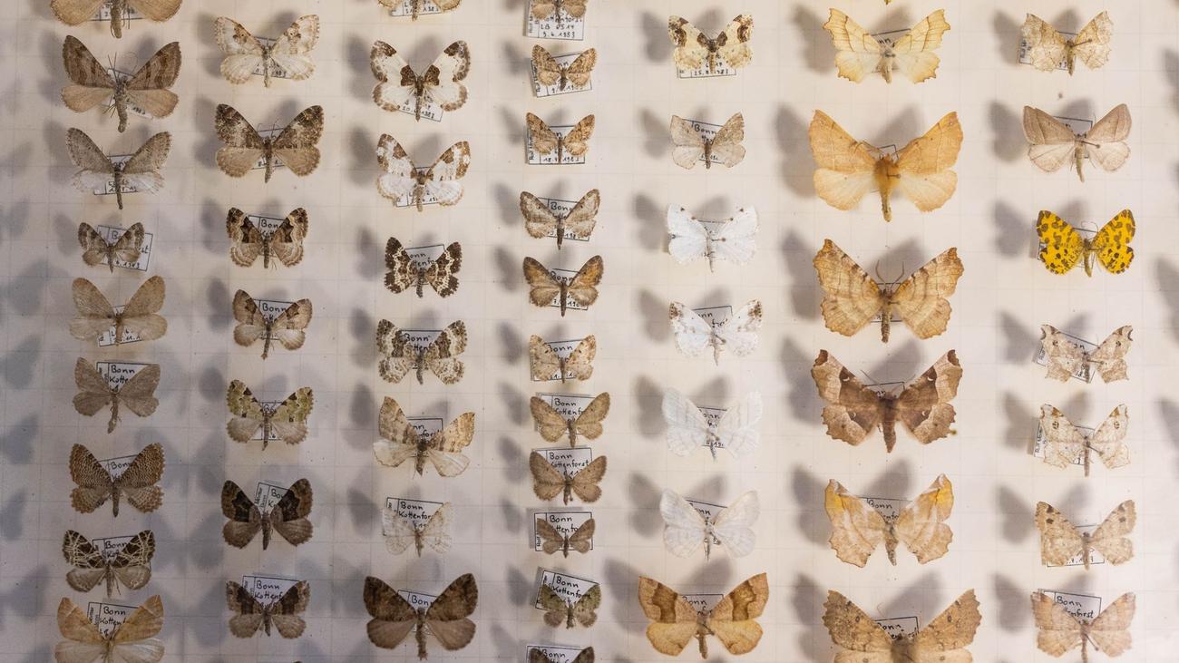 Naturschutz: Nachtfalter darben wegen schwindender Biotope | DIE ZEIT
