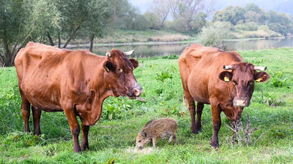 Tiere: Kuhherde bei Holzminden zieht junges Wildschwein auf | ZEIT ONLINE