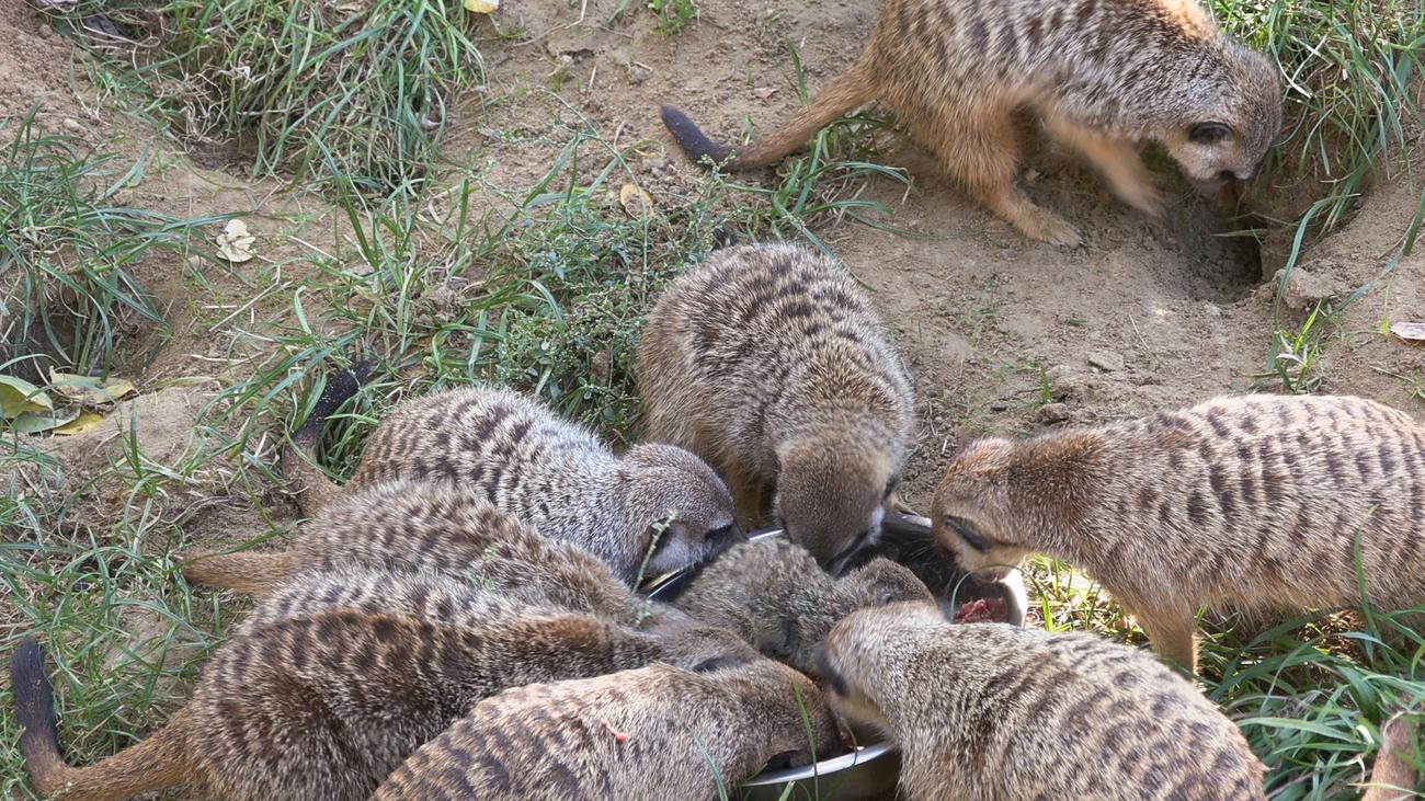 Tiere: Putziger Erdmännchen-Nachwuchs im Kölner Zoo | DIE ZEIT
