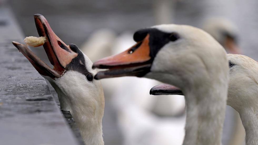 Tiere: Alsterschwäne dürfen noch einen Monat auf Gewässern bleiben ...