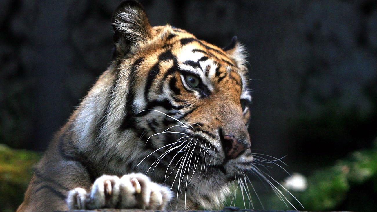 Raubkatze: Indonesien: Mann kämpft gegen Tiger | DIE ZEIT