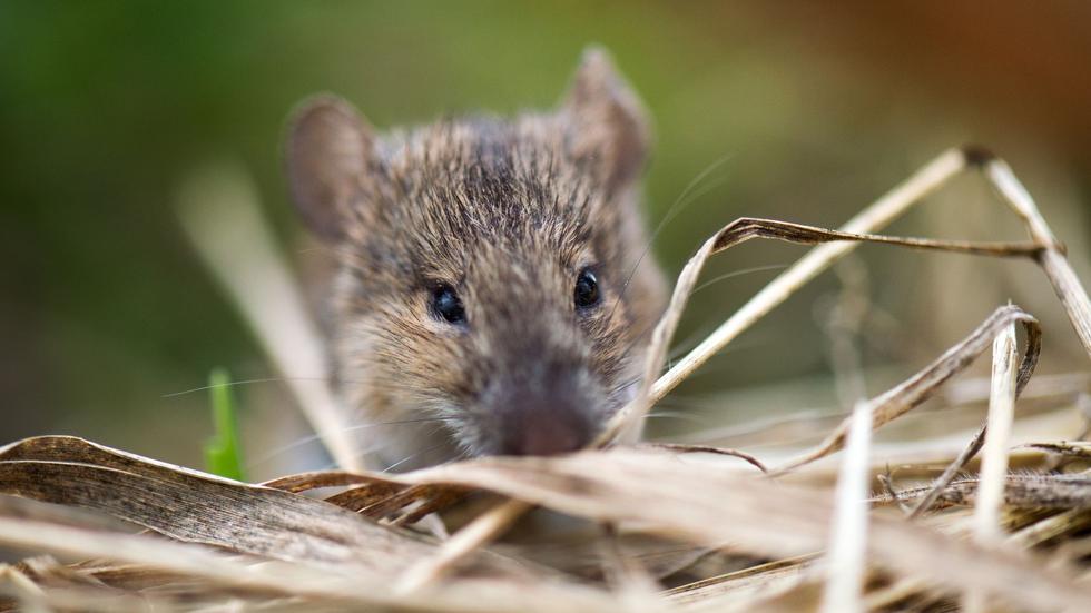 Agrar: Bauern beklagen Schäden durch Feldmäuse | ZEIT ONLINE