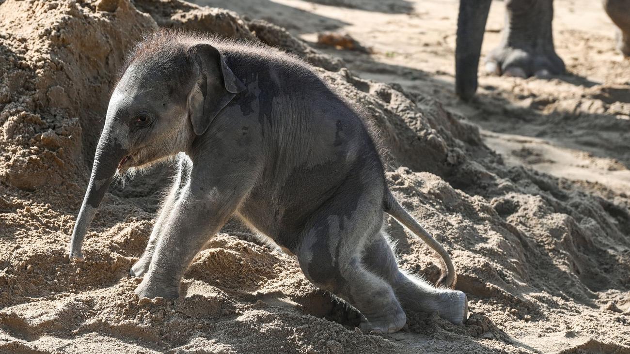Leipziger Zoo: Los soll über Namen des Elefanten-Babys entscheiden ...