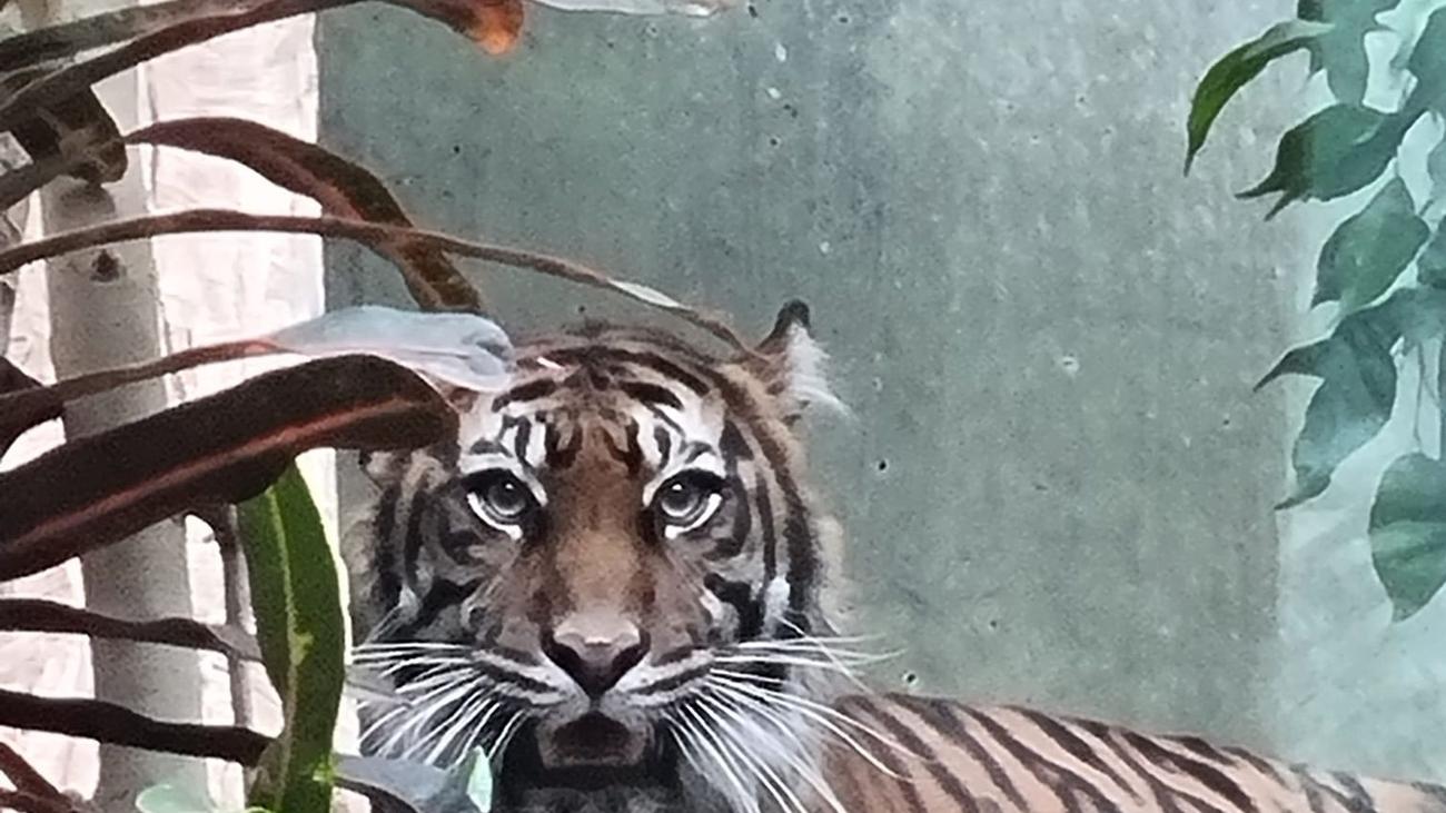 Tiere: Neue Sumatra-Tigerin im Frankfurter Zoo | ZEIT ONLINE