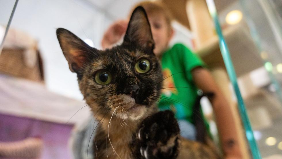 Tiere: Geschichten für Katzen: Kinder lesen im Tierheim vor | ZEIT ONLINE