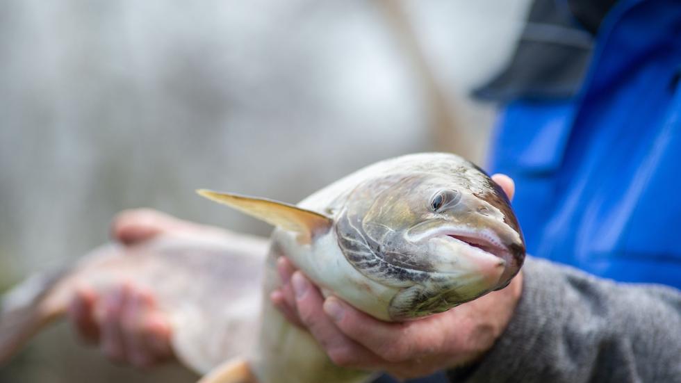 Gewässerschutz: Über 5000 Lachse in NRW: Land lobt Wanderfischprogramm ...