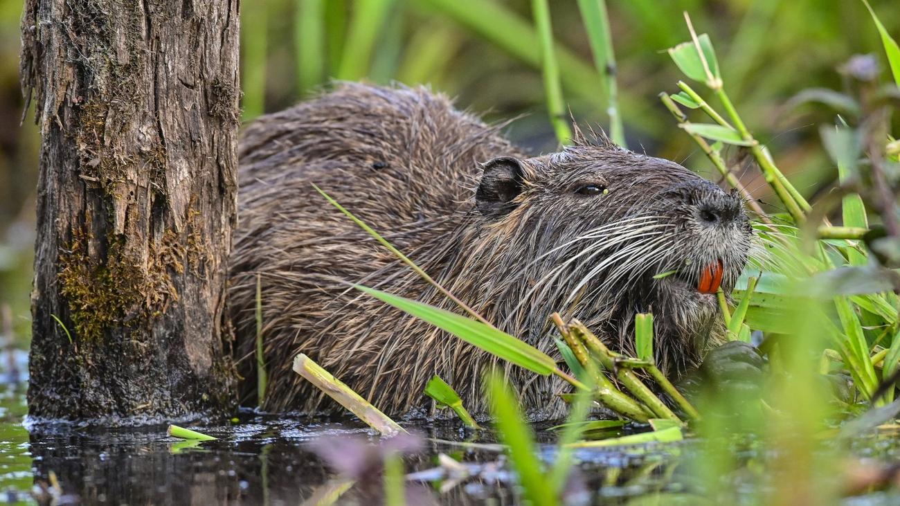 Tiere: Jäger: Nutria breiten sich in Revieren in NRW besonders aus ...