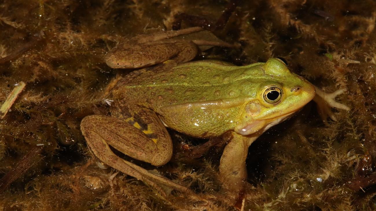 Tiere: Der seltene Kleine Wasserfrosch ist Lurch des Jahres 2023 | DIE ZEIT