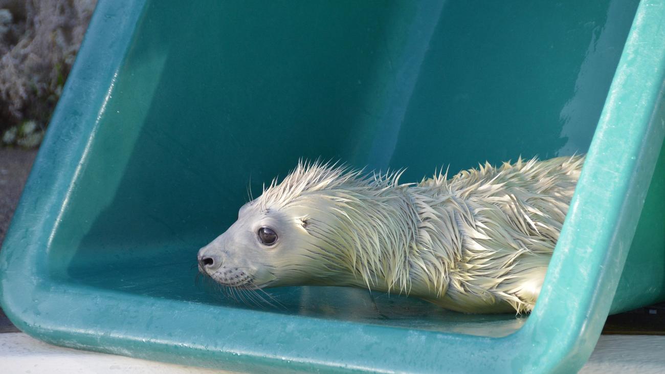Tiere: Erster Heuler in Seehundstation Friedrichskoog | DIE ZEIT