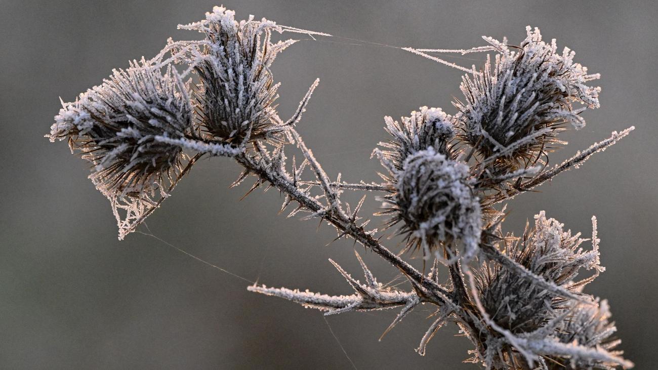 Wetter: Regen und Wolken in NRW: Minusgrade ab Wochenmitte | ZEIT ONLINE