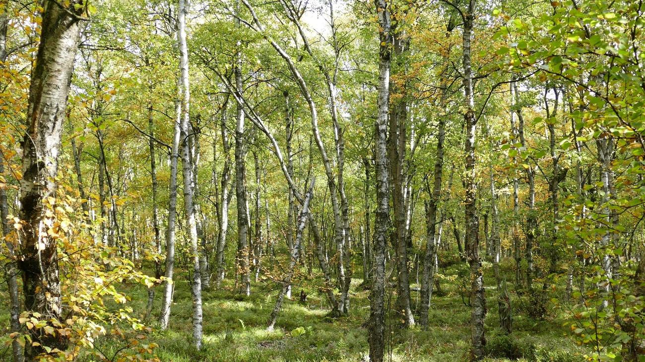 Natur: Moor-Birke ist "Baum des Jahres" 2023 | DIE ZEIT