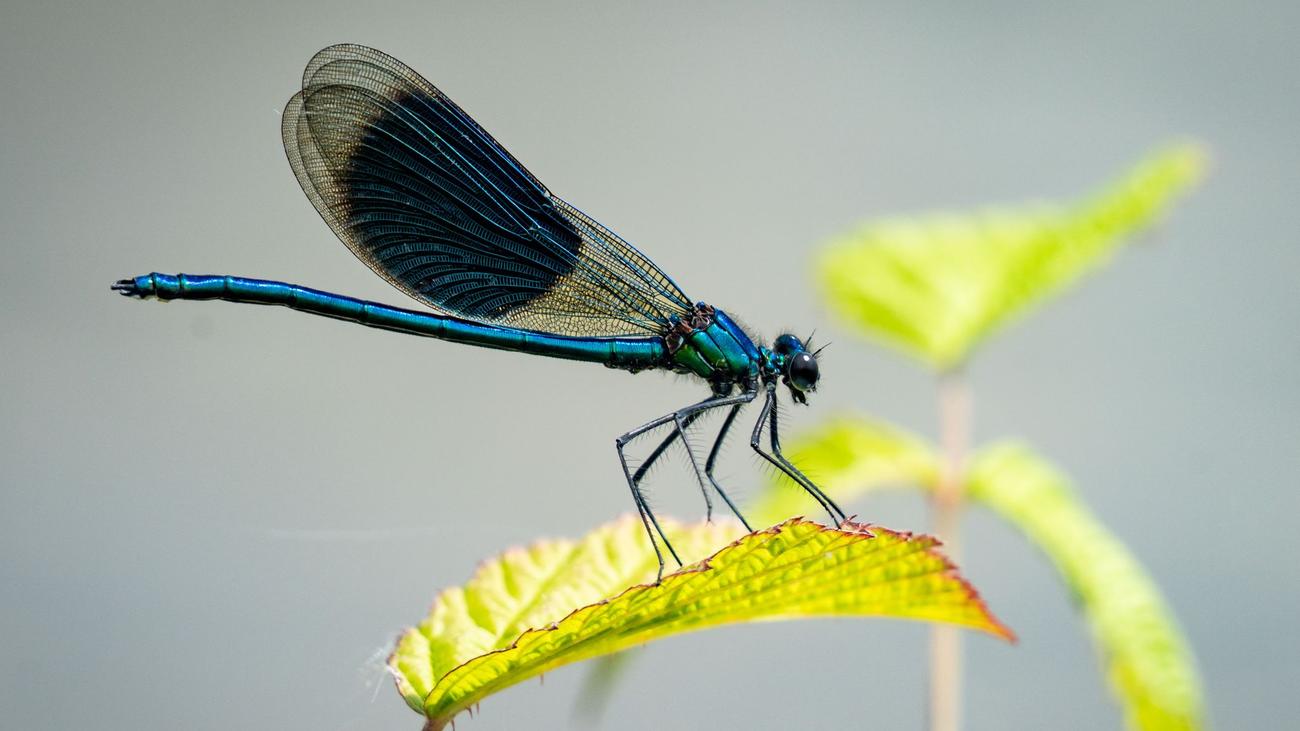 Biologie: Flink: Die Tieraugen mit der höchsten zeitlichen Auflösung ...