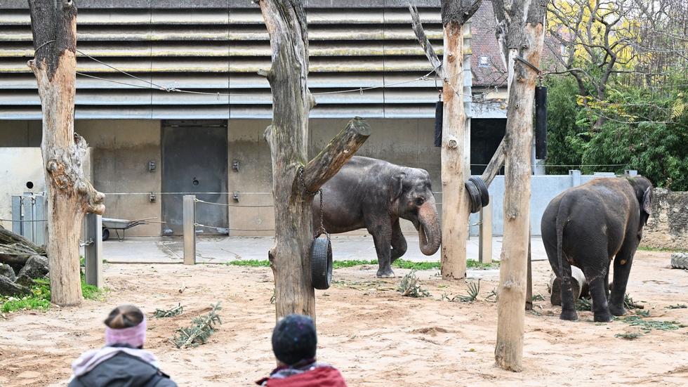 Zoo: Wilhelma-Besucherzahlen wieder so hoch wie vor der Pandemie | ZEIT ...