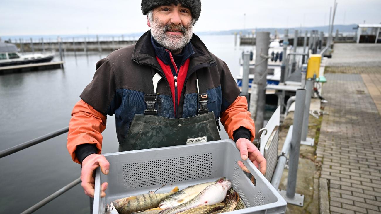 Fischereigenossenschaft: Fischer klagen über zu wenig Fisch im Bodensee ...