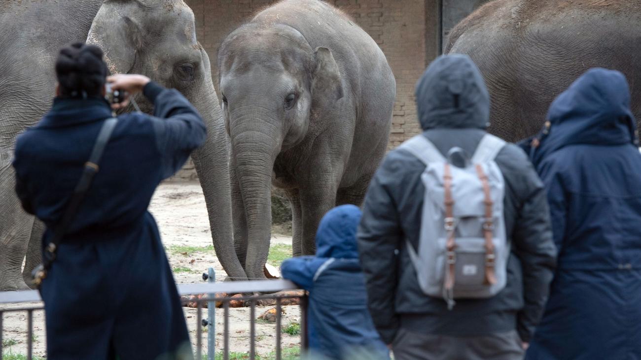 Vor-Corona-Niveau: Wieder mehr Besucher in Zoo und Tierpark Berlin ...