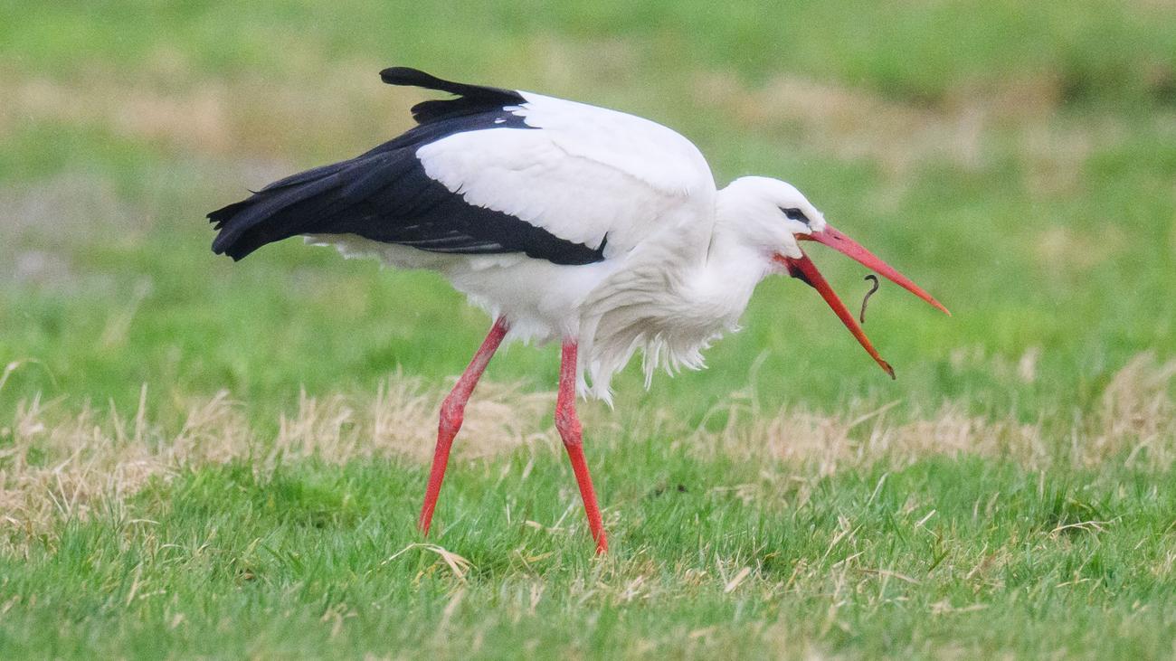 Tiere: Storch Fridolin ist zurück im Artenschutzzentrum | DIE ZEIT