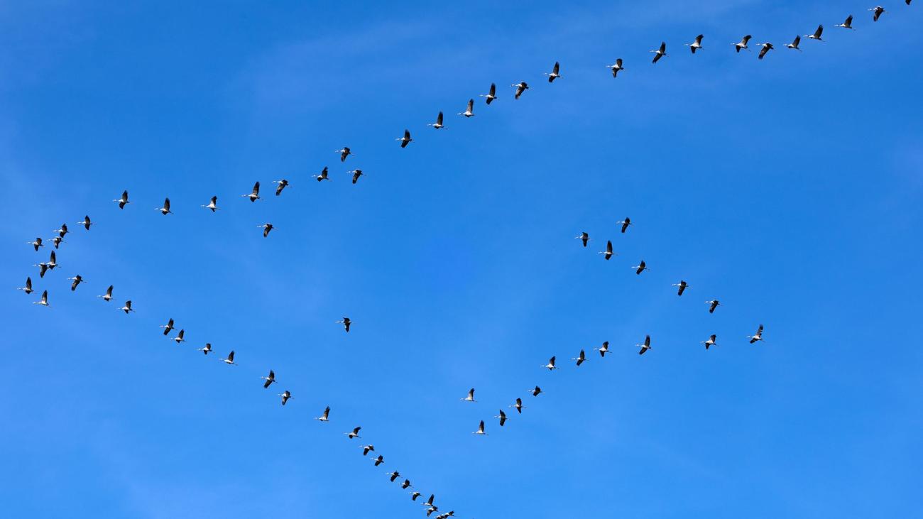 Natur: Tausende Kraniche kehren aus Winterquartieren zurück | DIE ZEIT
