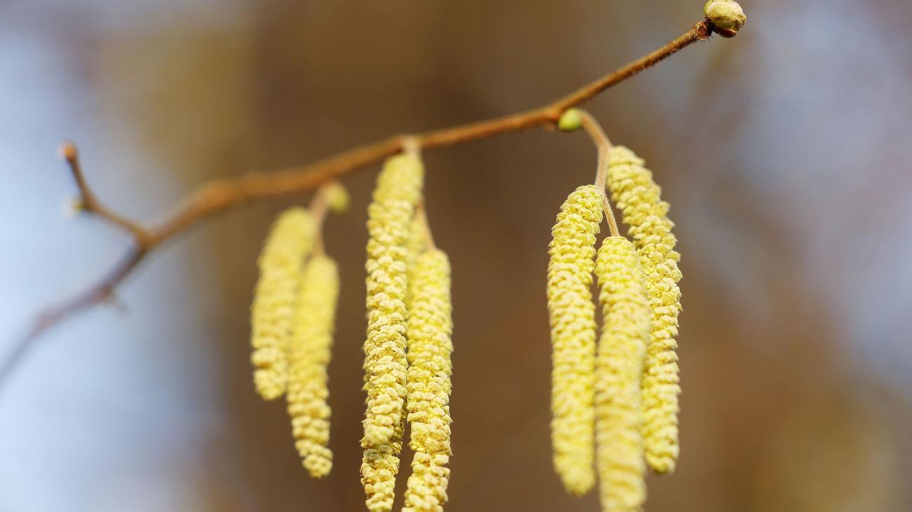Wetter: Heuschnupfen: Pollen von Hasel und Erle plagen Allergiker | DIE ZEIT
