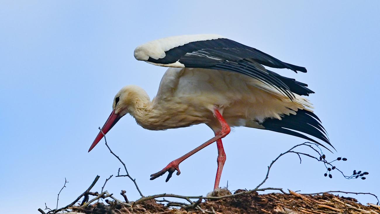Naturschützer: Storch Kurtchen Rotschnabel als Winterflüchter zurück ...