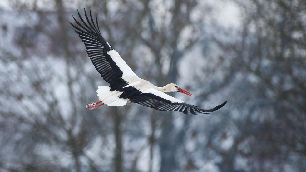 Tiere: Erster Storch mit Peilsender aus Hamburg zurück im Norden | ZEIT ...