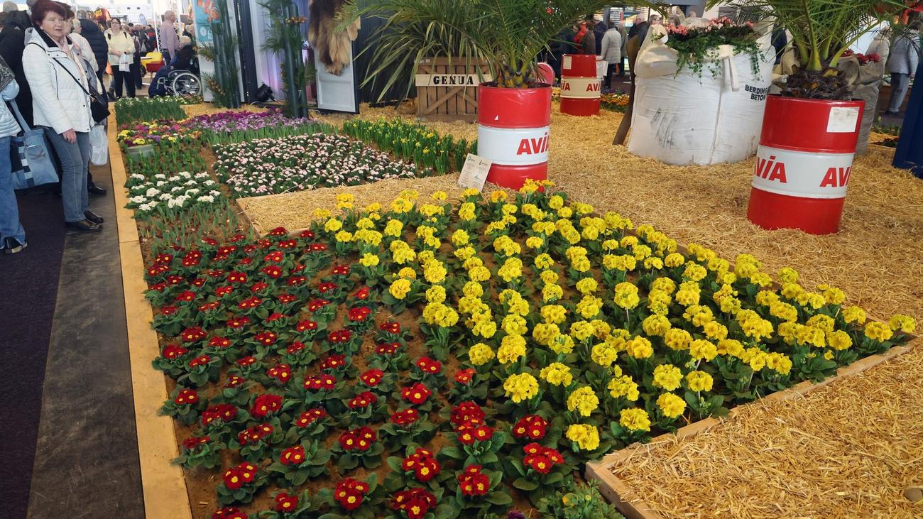 Freizeit: Großer Andrang am ersten Tag der Ostseemesse | ZEIT ONLINE Freizeit: Großer Andrang am ersten Tag der Ostseemesse | ZEIT ONLINE