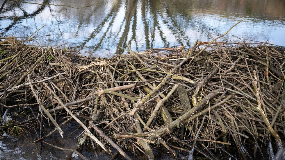 Anzeigen: Rund 40 Fälle mutwilliger Zerstörung von Biberbauten | ZEIT ...