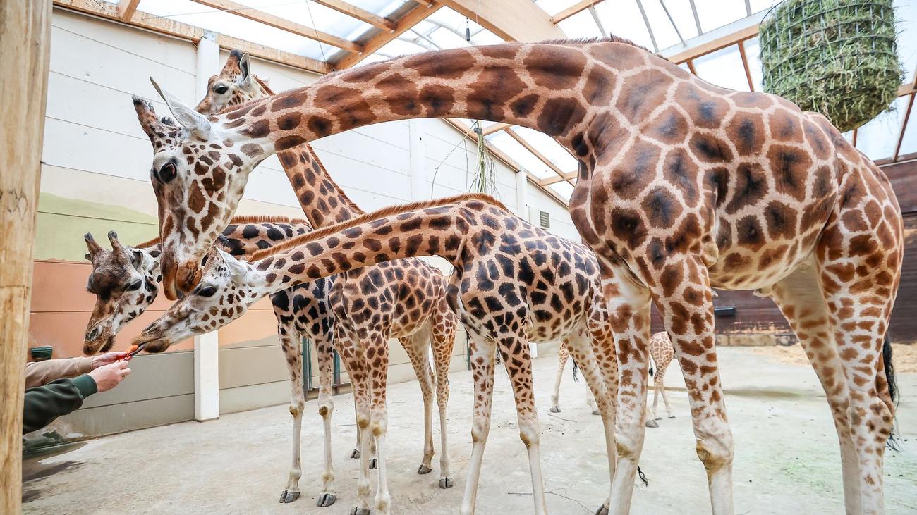 Kronberg: Opel-Zoo erhält Netzgiraffenbullen für Zucht | DIE ZEIT