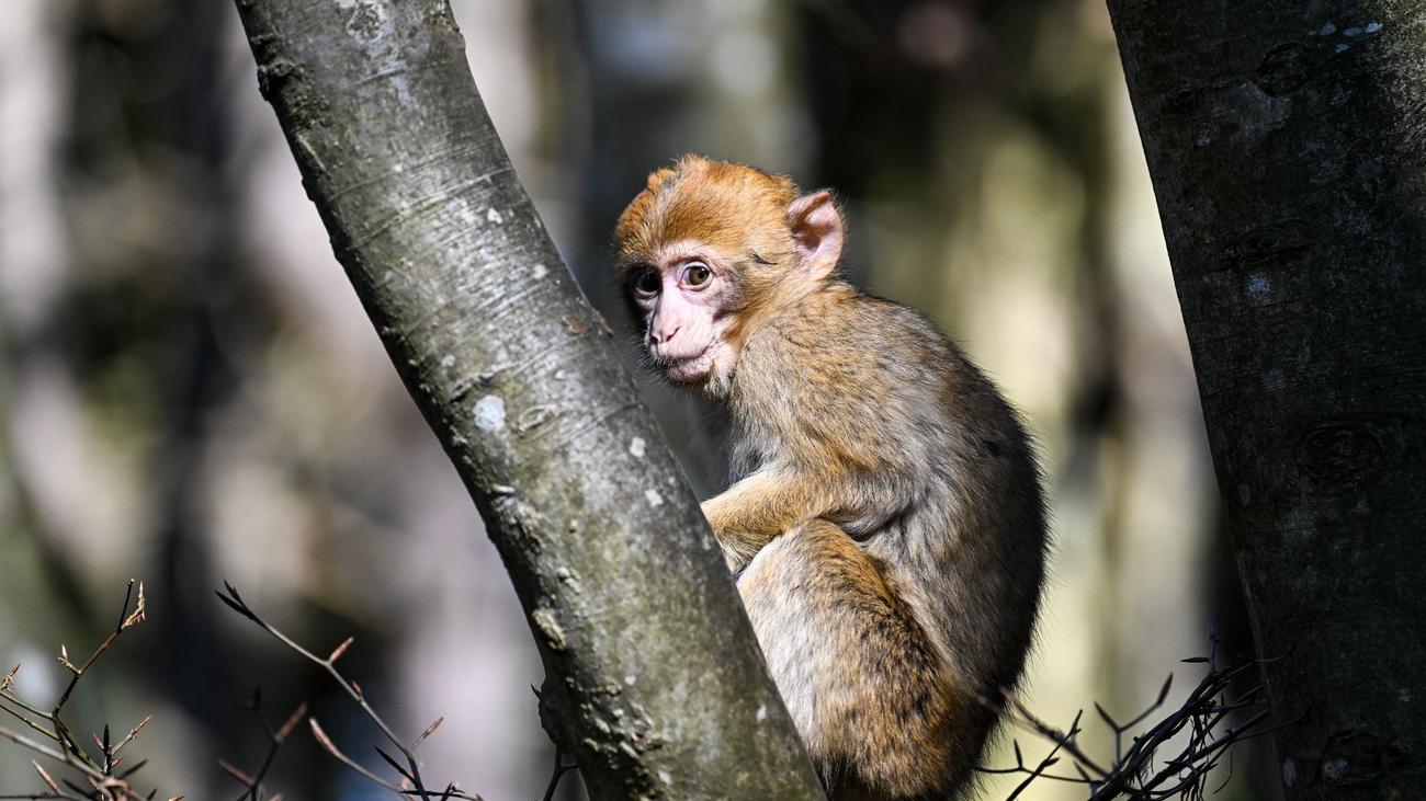 Tourismus: Affenberg in Salem erwartet wieder mehr Besucher | DIE ZEIT