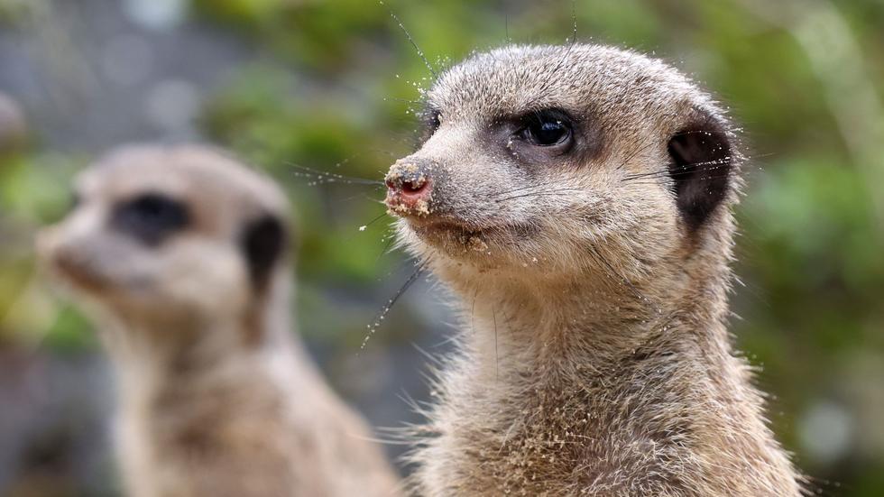 Tiere: Neue Erdmännchen-Truppe im Rostocker Zoo | ZEIT ONLINE
