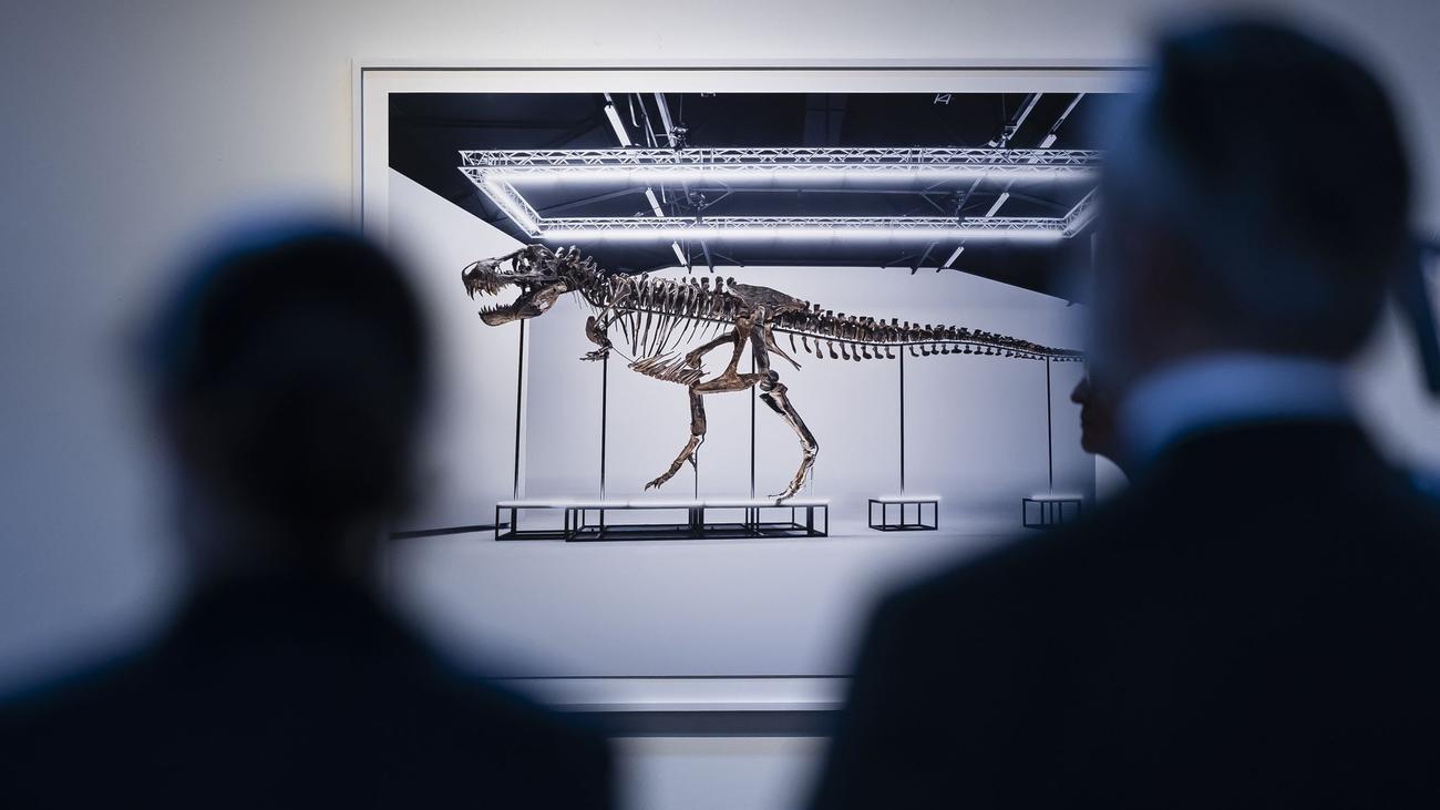 Ausstellung: Ersteigertes T.-rex-Skelett soll nach Antwerpen gehen ...
