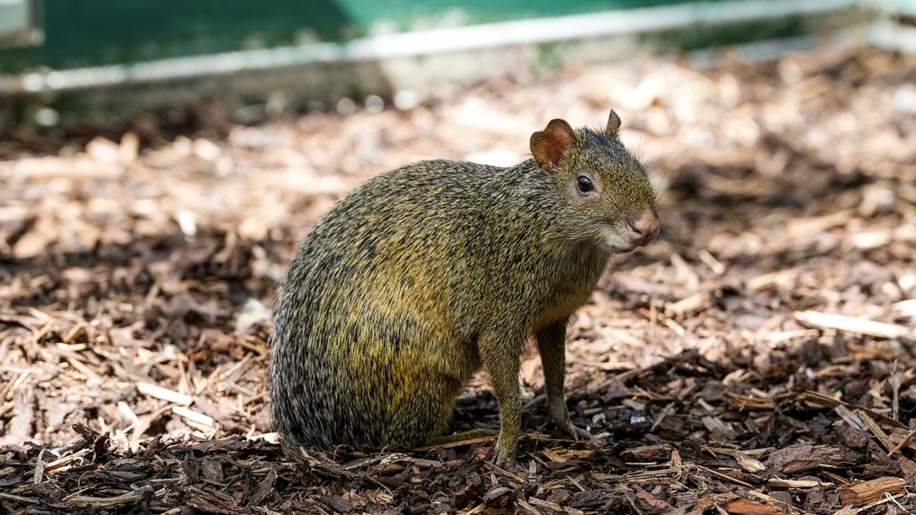 Freizeit: Seltene Nager: Azara-Agutis neu im Kölner Zoo | DIE ZEIT