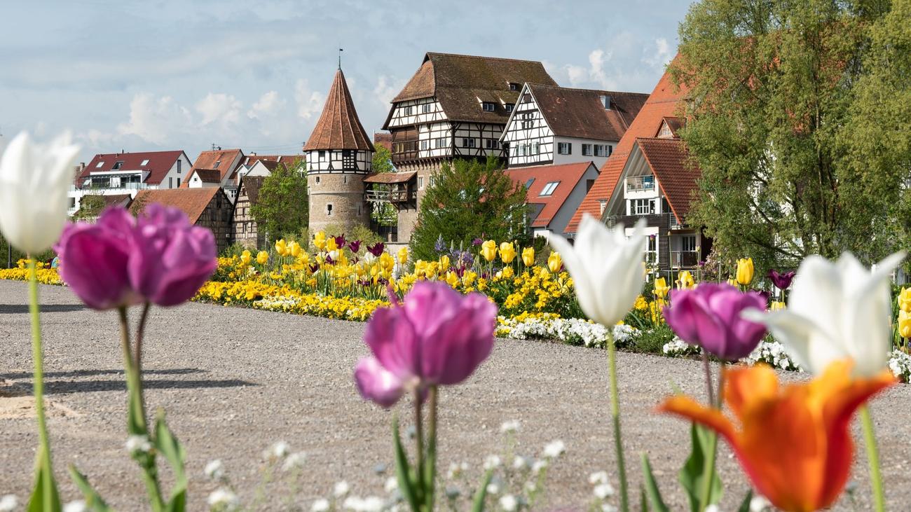 Ausstellungen: Mehr als 15.000 Menschen besuchen Gartenschau in ...