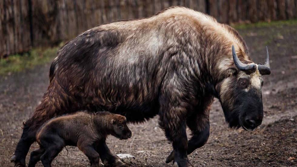 Tiere: Magdeburger Zoo will Zucht gefährdete Mishmi Takins aufbauen ...