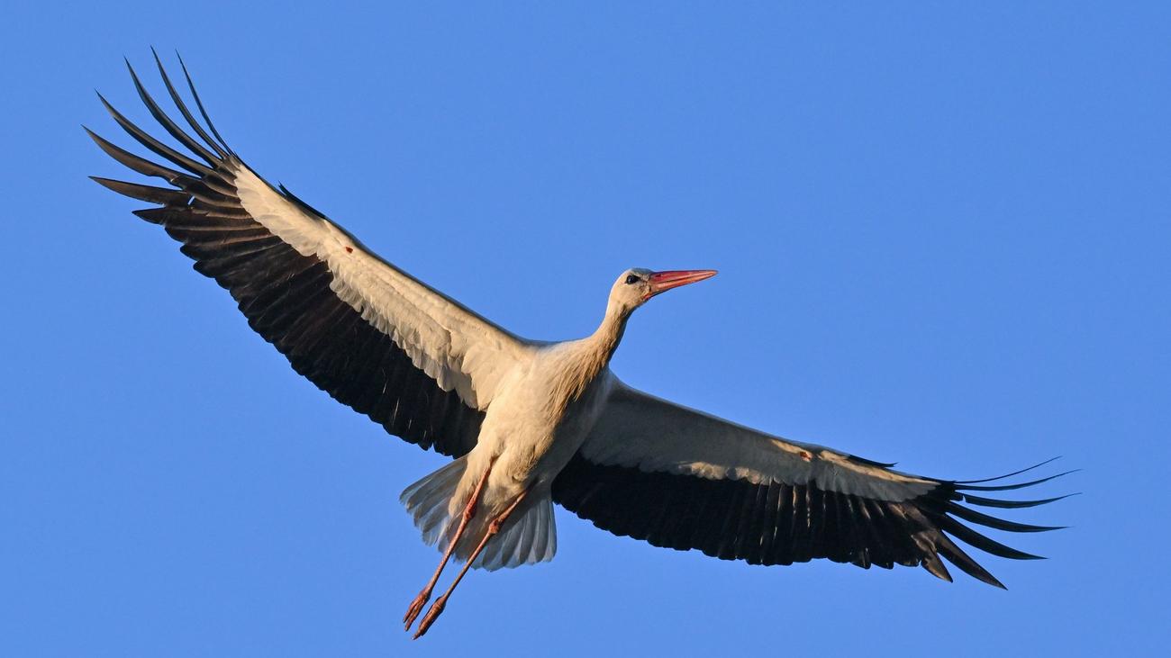 Grabenstätt: Storch als Beifahrer? Frau meldet skurrile Entdeckung ...