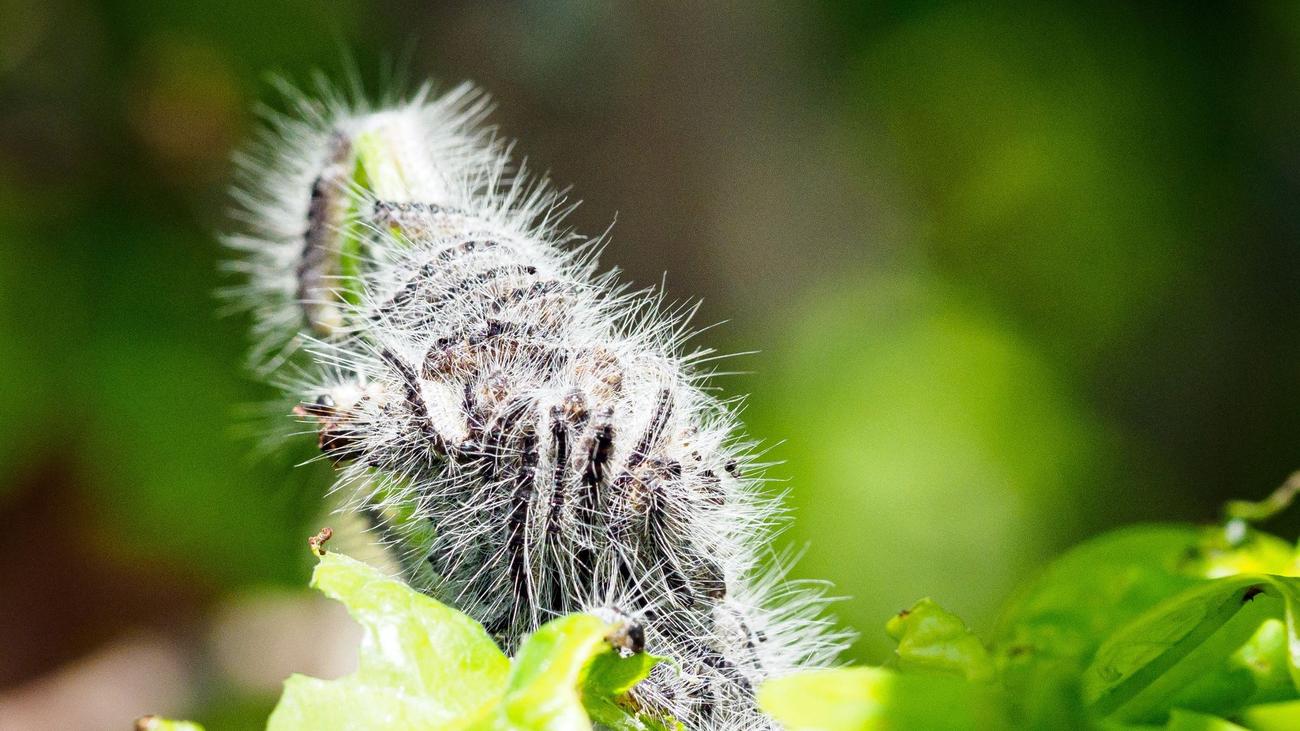 Natur: Hubschrauber-Einsatz gegen Eichenprozessionsspinner | DIE ZEIT