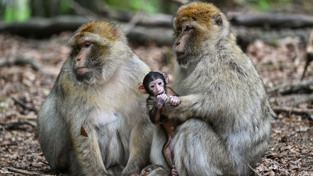 Tiere: Nachwuchs am Affenberg: Erste Affenbabys sind da | DIE ZEIT