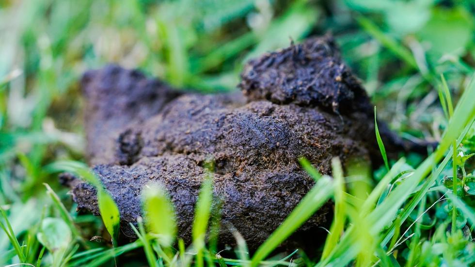 Umwelt: Erfurter Kampagne gegen Hundehaufen | ZEIT ONLINE