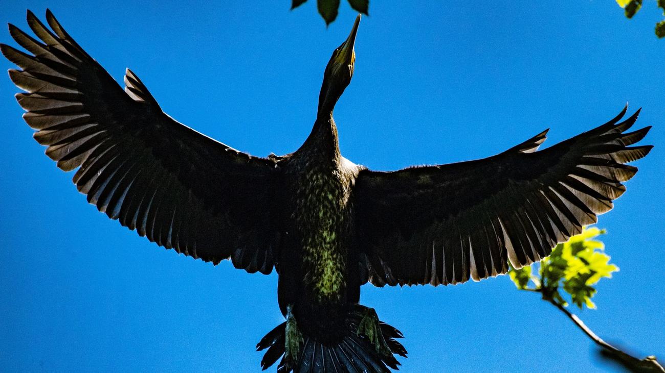 Untersuchung: Sind Kormorane schuld am Dorsch-Mangel? | ZEIT ONLINE