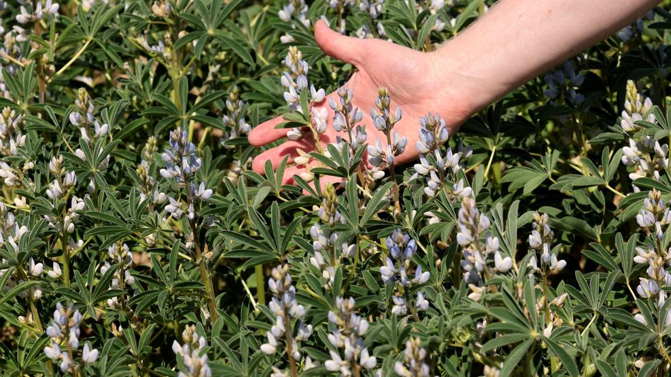Landwirtschaft: Resistent und proteinhaltig: Lupinen vor dem Comeback ...